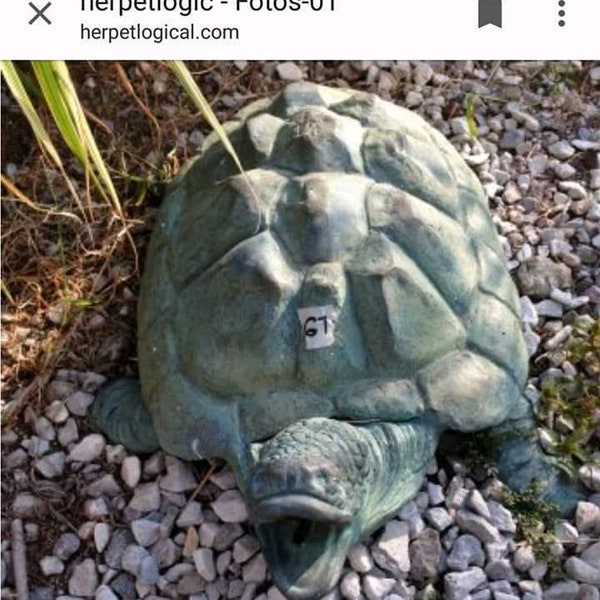 Snapping Turtle - Etsy
