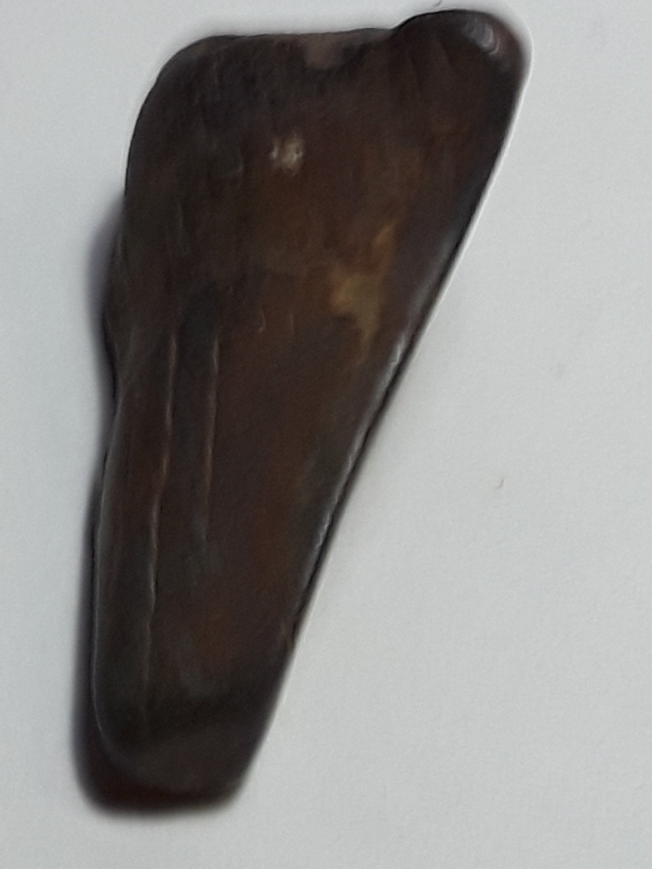 Macladon Tooth - Etsy