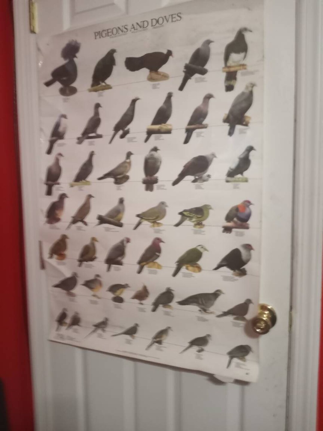 Pigeons and Doves Poster Plastic Coated Vintage - Etsy
