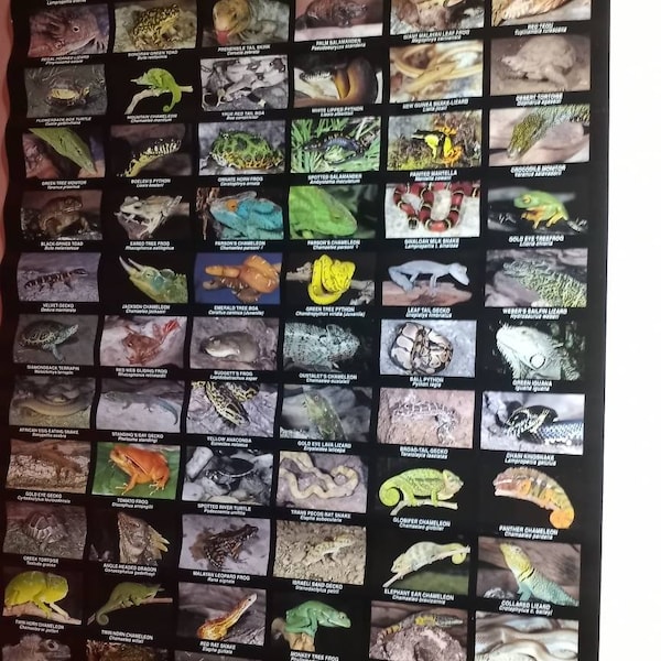 Zoo Poster - Etsy