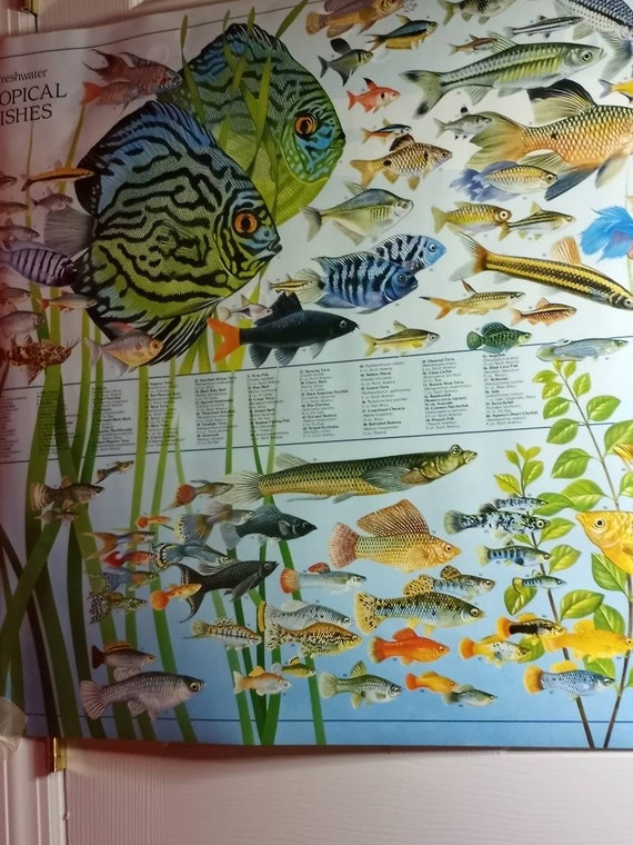 Freshwater tropical fish poster. New | Etsy