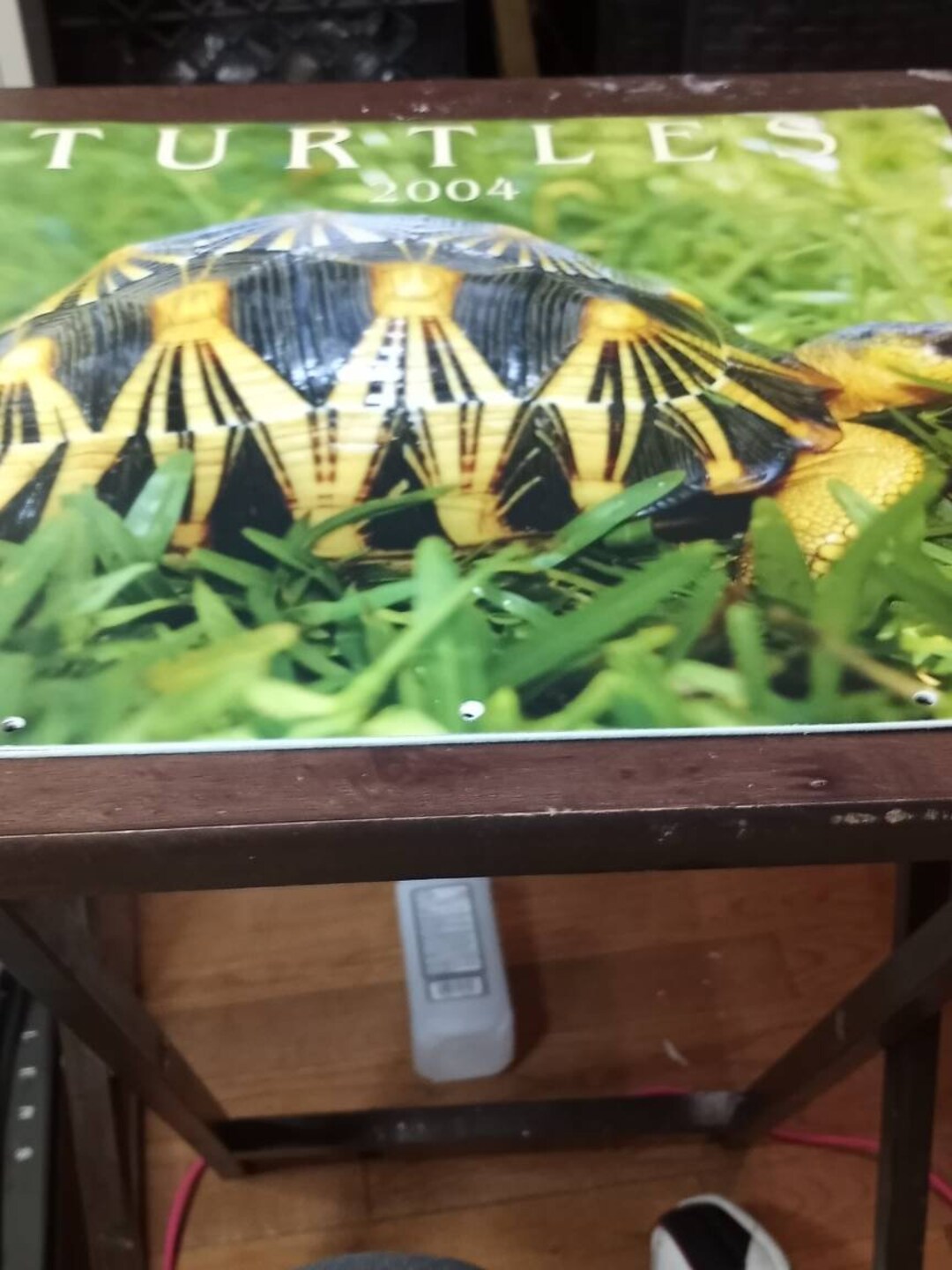 Turtle Calendar for the Year 2004. New - Etsy