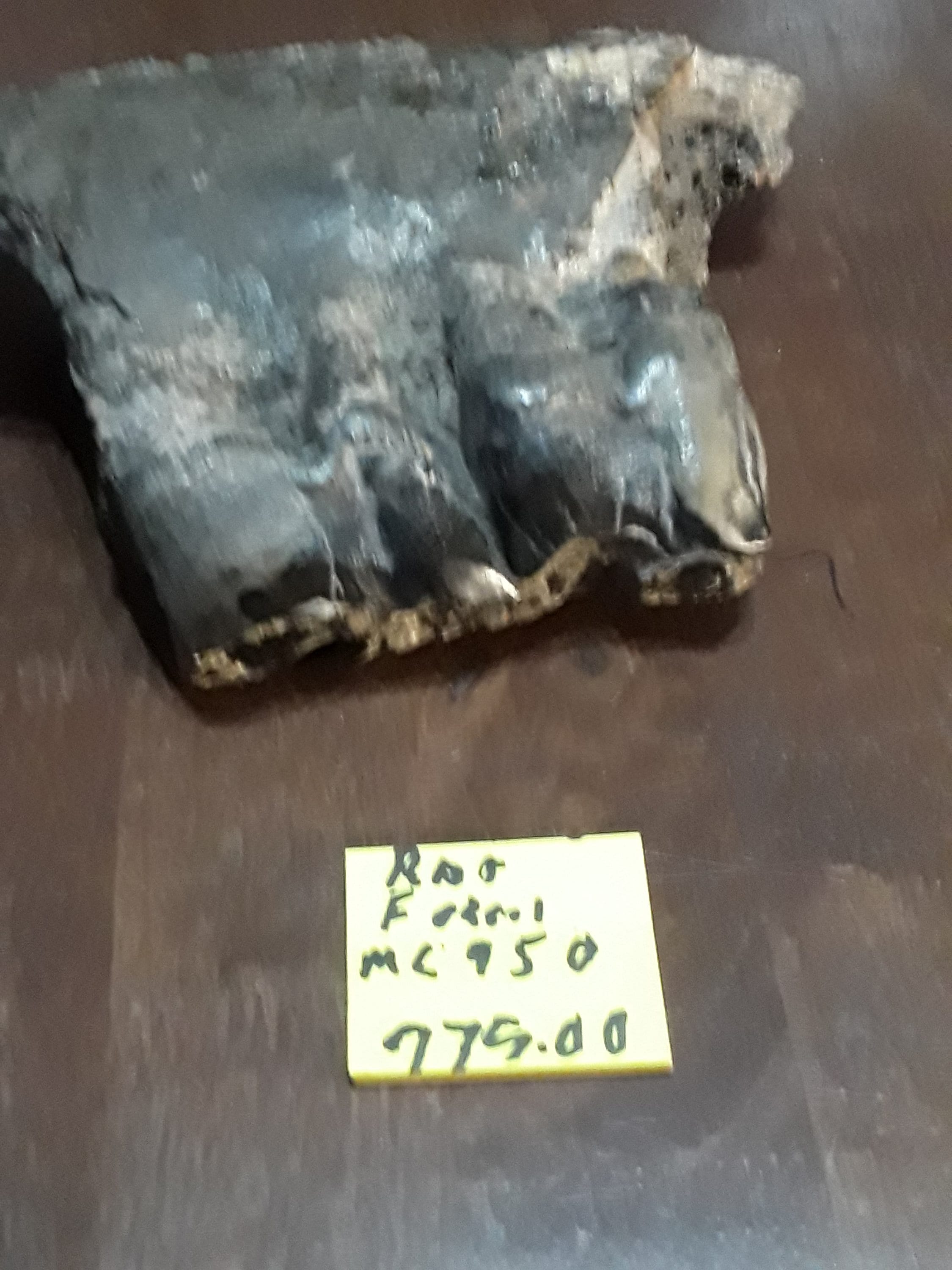 Rat fossil jaw bone with teeth this is the real thing. I | Etsy