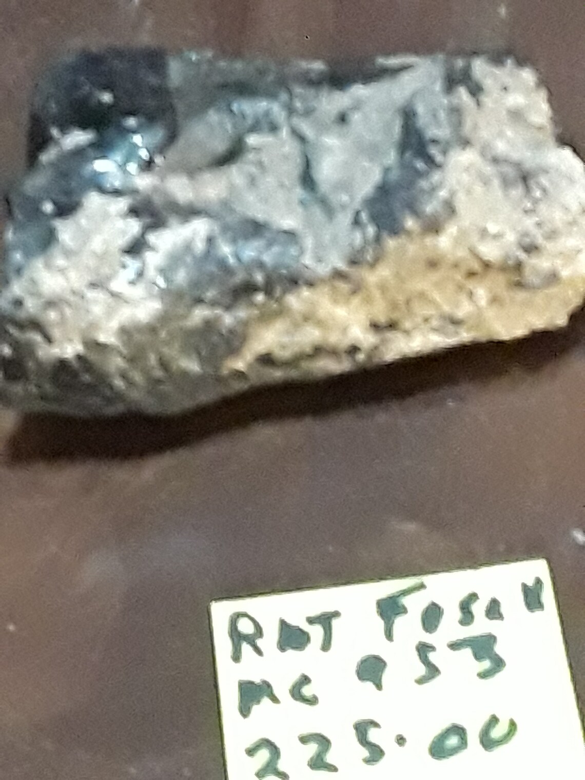 Rat Fossil Jaw Bone With Teeth This is the Real Thing I Just - Etsy