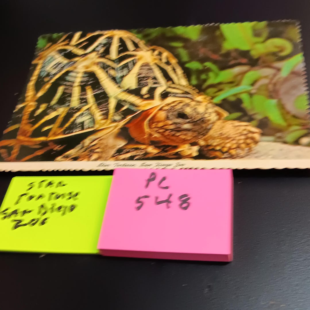Star Tortoise San Diego Zoo Vintage Post Card PC 548 - Etsy