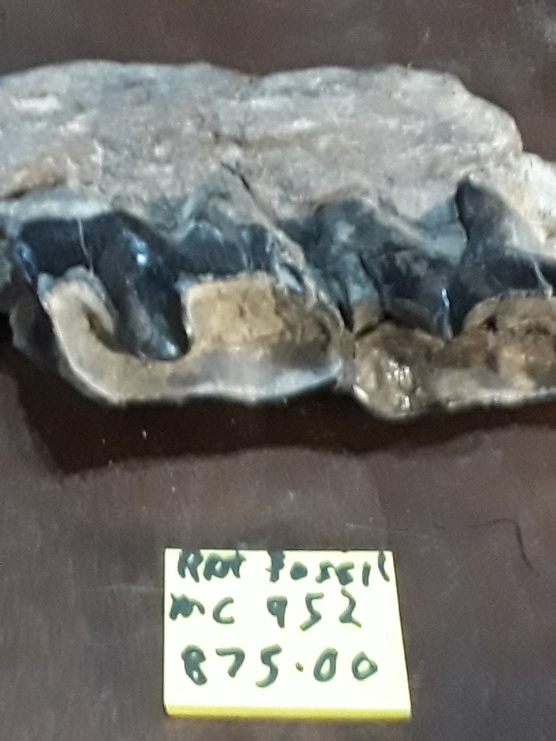 Rat fossil jaw bone with teeth this is the real thing I just | Etsy