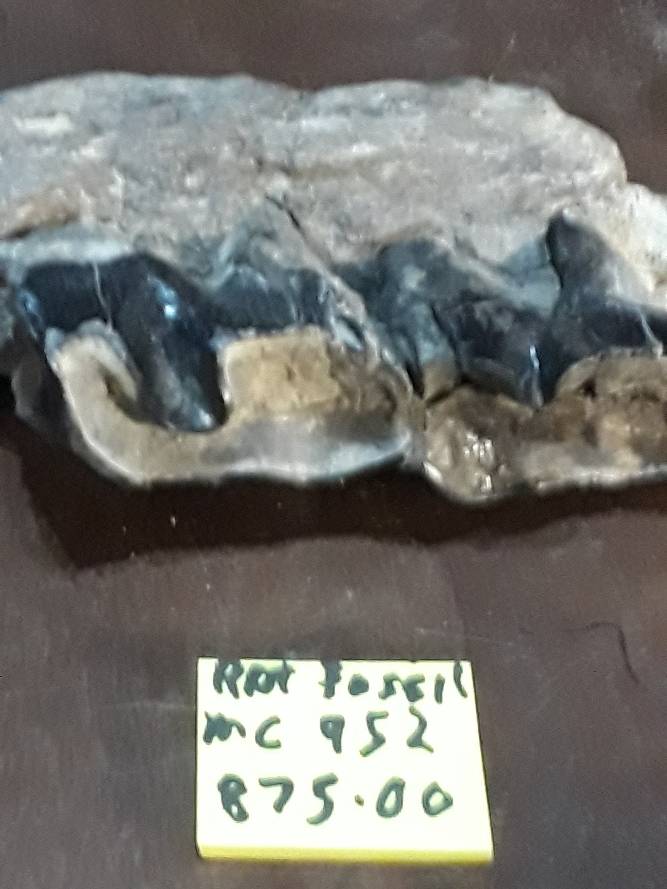 Rat fossil jaw bone with teeth this is the real thing I just | Etsy