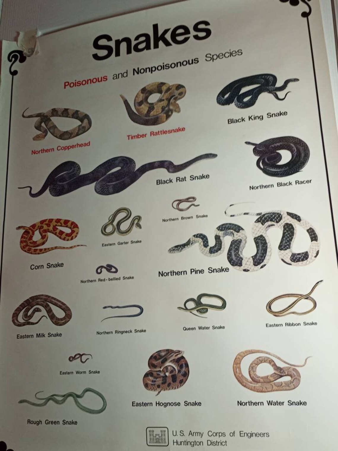 Snakes Poisonous and Non Poisonous Poster. U.S Army - Etsy