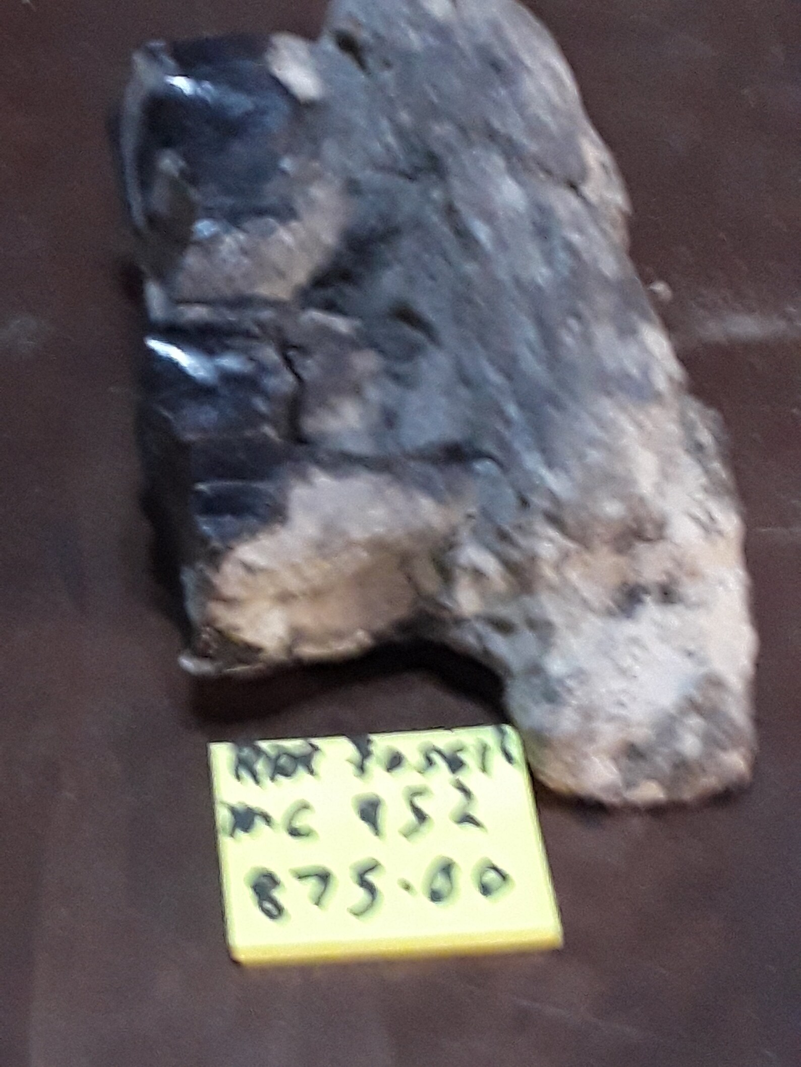 Rat fossil jaw bone with teeth this is the real thing I just | Etsy