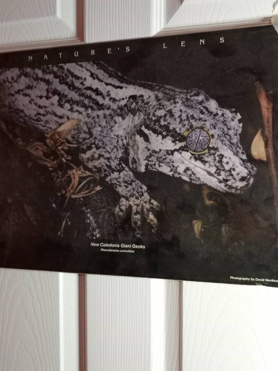 New Caledonia Giant Gecko Poster Hard Back. Nature's Lens | Etsy
