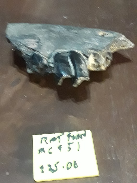 Rat Fossil Jaw Bone With Tooth From Cambodia I Just Brought It - Etsy
