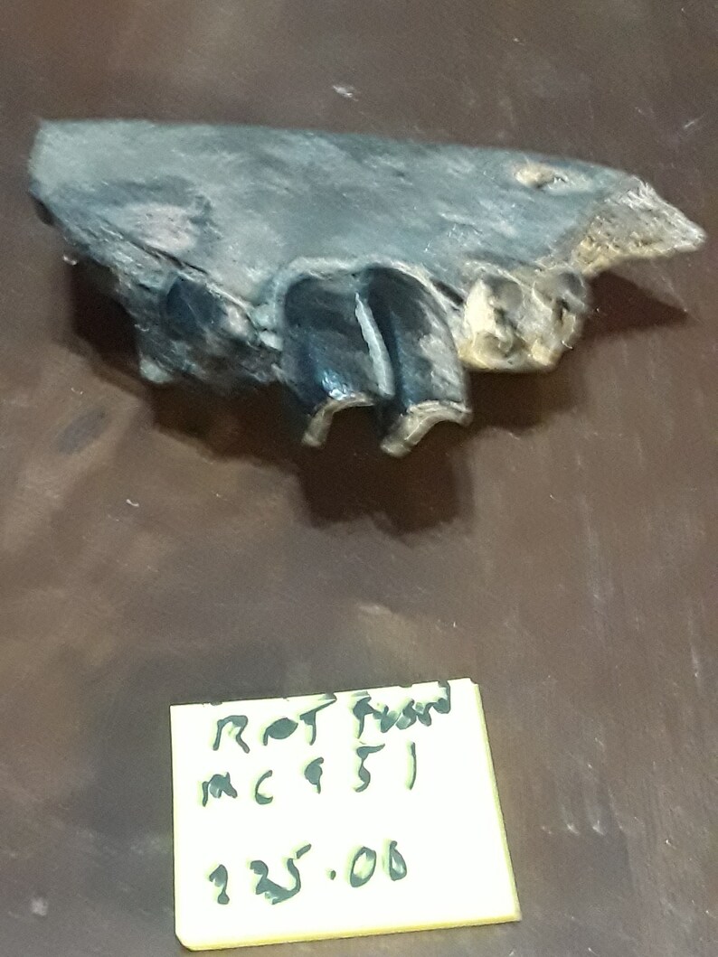 Rat Fossil Jaw Bone With Tooth From Cambodia I Just Brought It Back ...