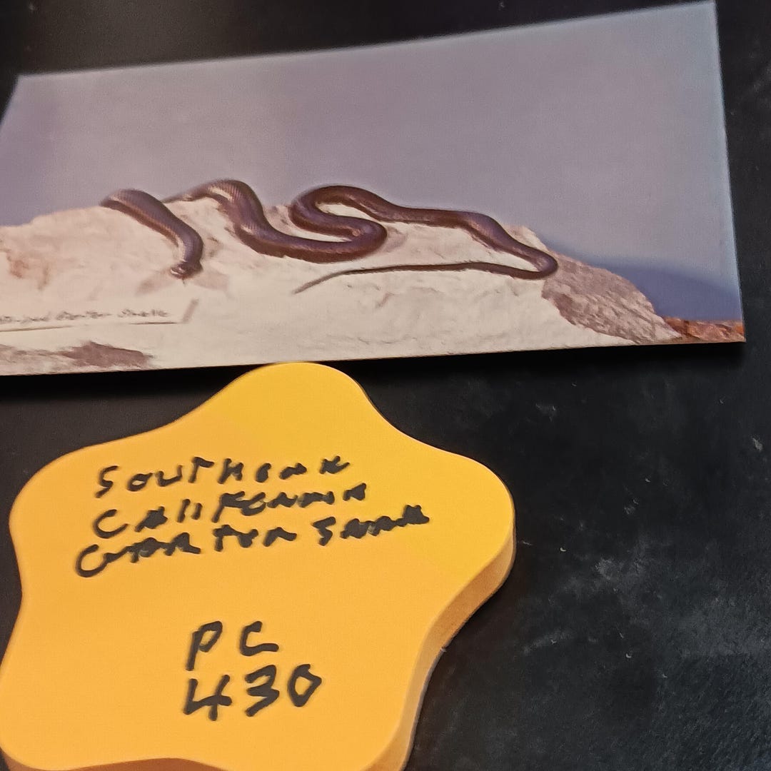 Southern California Garter Snake Vintage Post Card PC 430 - Etsy