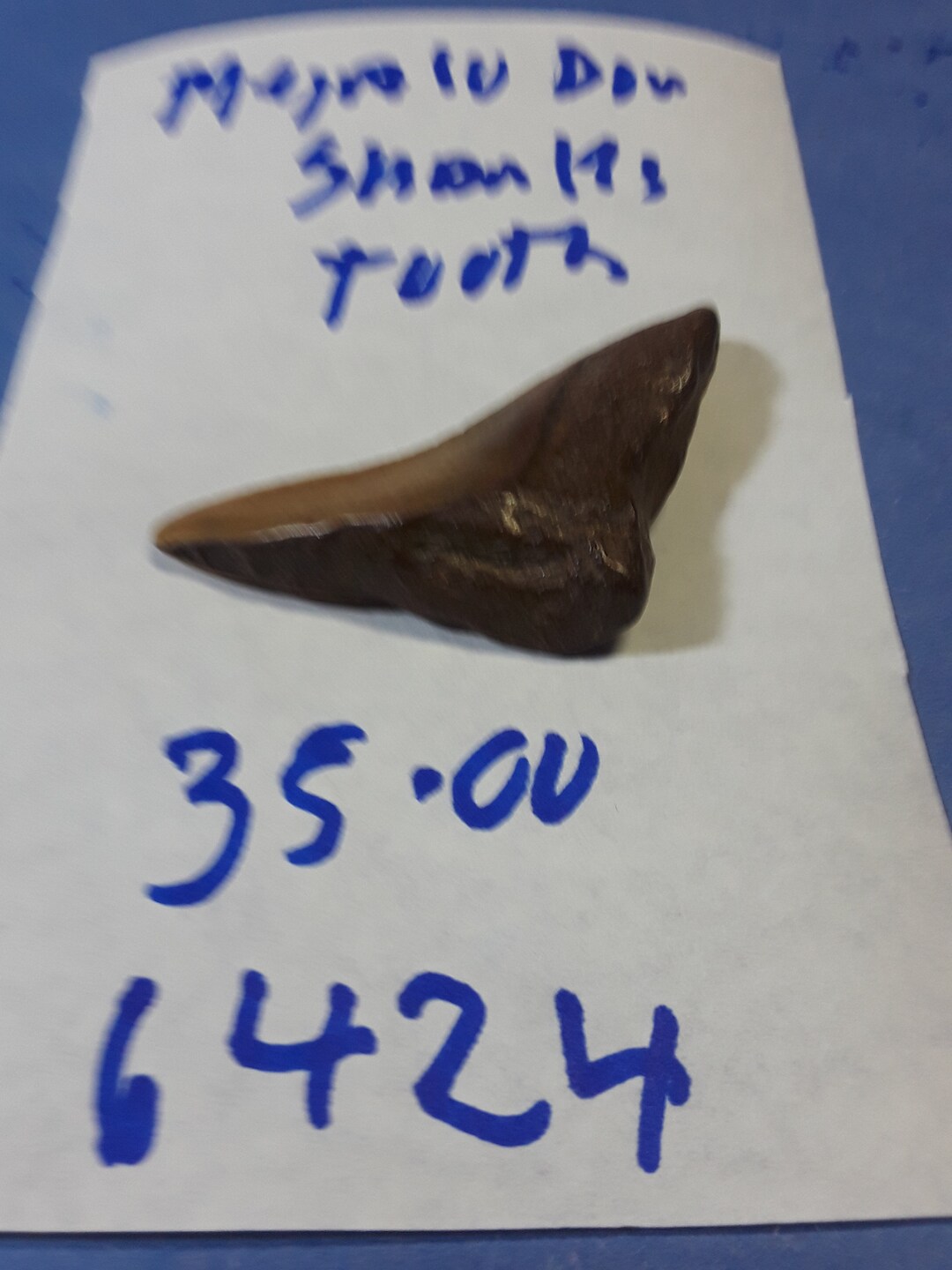 Magalodon Rare Prehistoric Sharks Tooth - Etsy