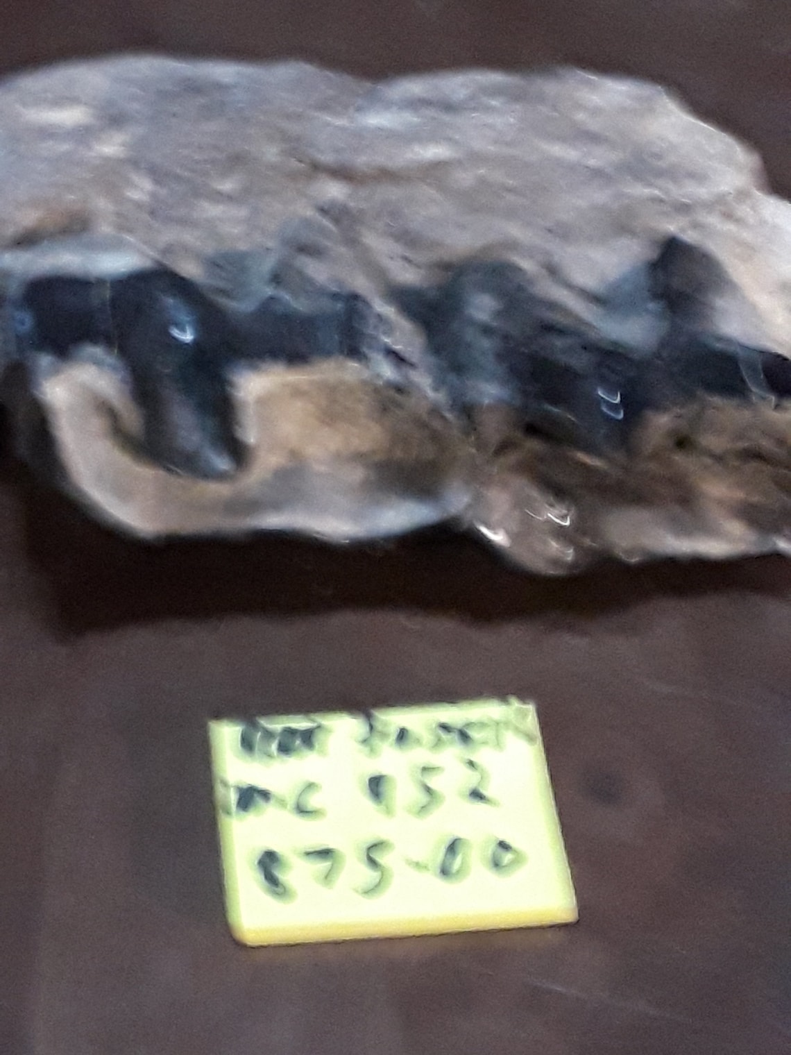 Rat fossil jaw bone with teeth this is the real thing I just | Etsy