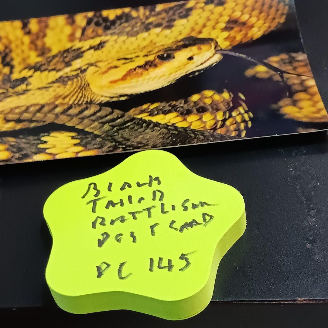 Black Tailed Rattlesnake Post Card Vintage PC 145 - Etsy