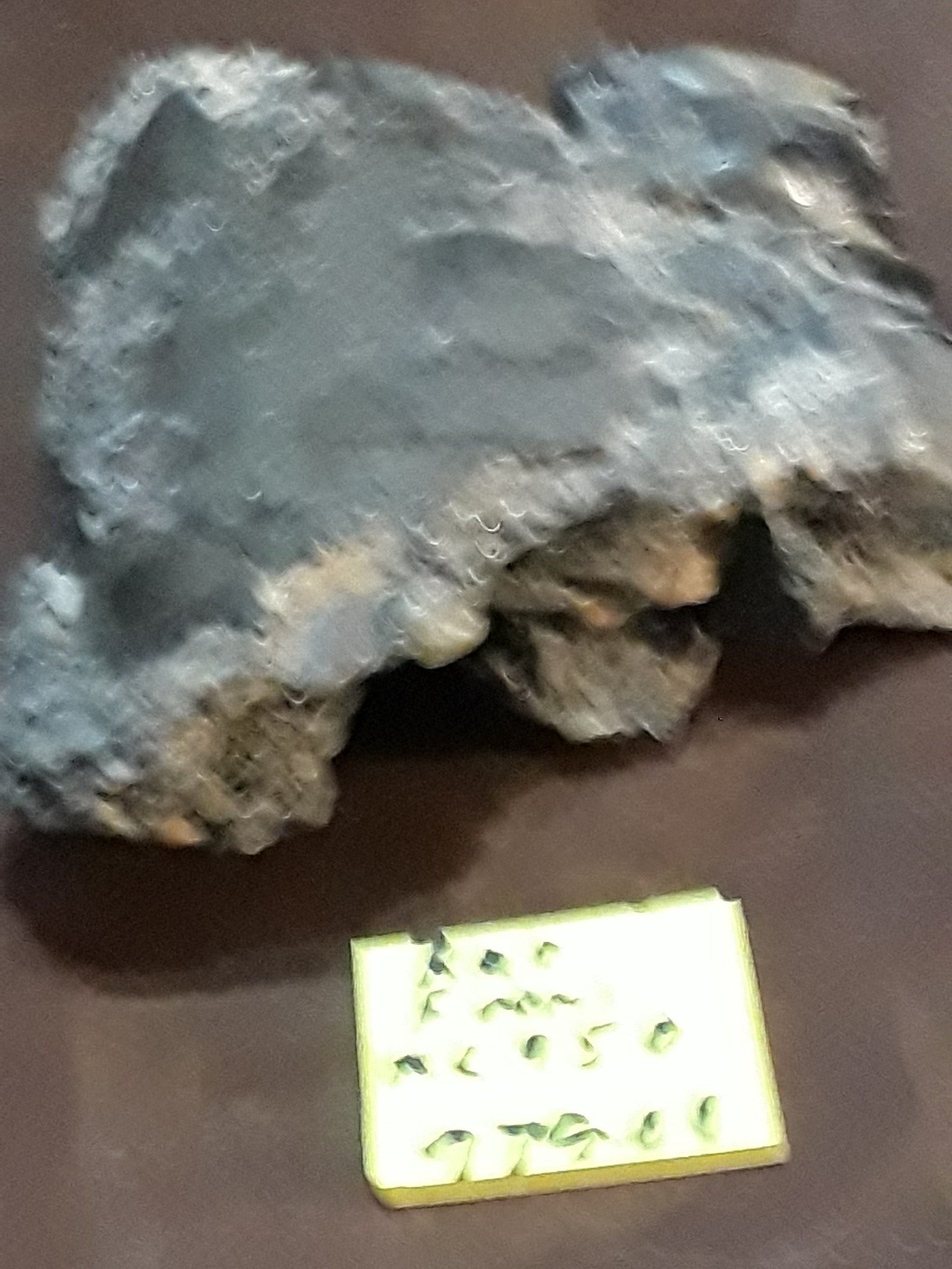 Rat fossil jaw bone with teeth this is the real thing. I | Etsy