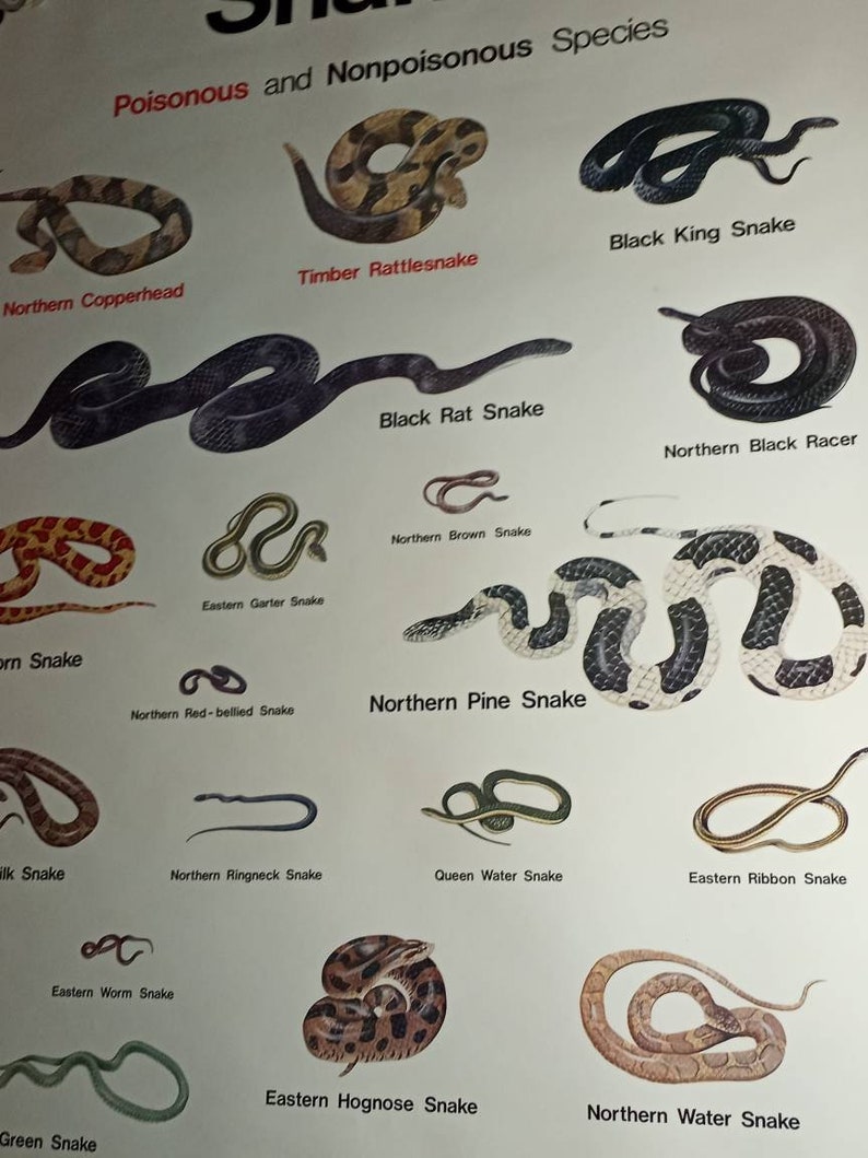 Snakes Poisonous and Non Poisonous Poster. U.S Army - Etsy