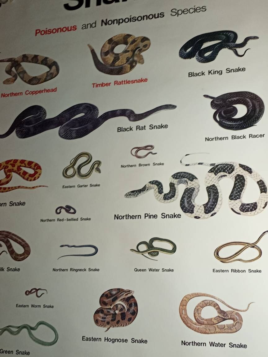 Non Poisonous Snakes