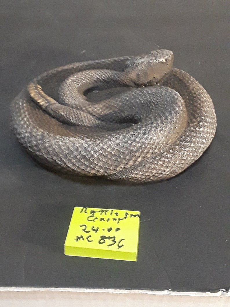 Rattle Snake Cement - Etsy