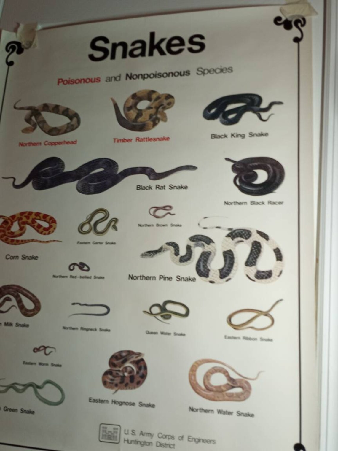 Snakes Poisonous and Non Poisonous Poster. U.S Army - Etsy