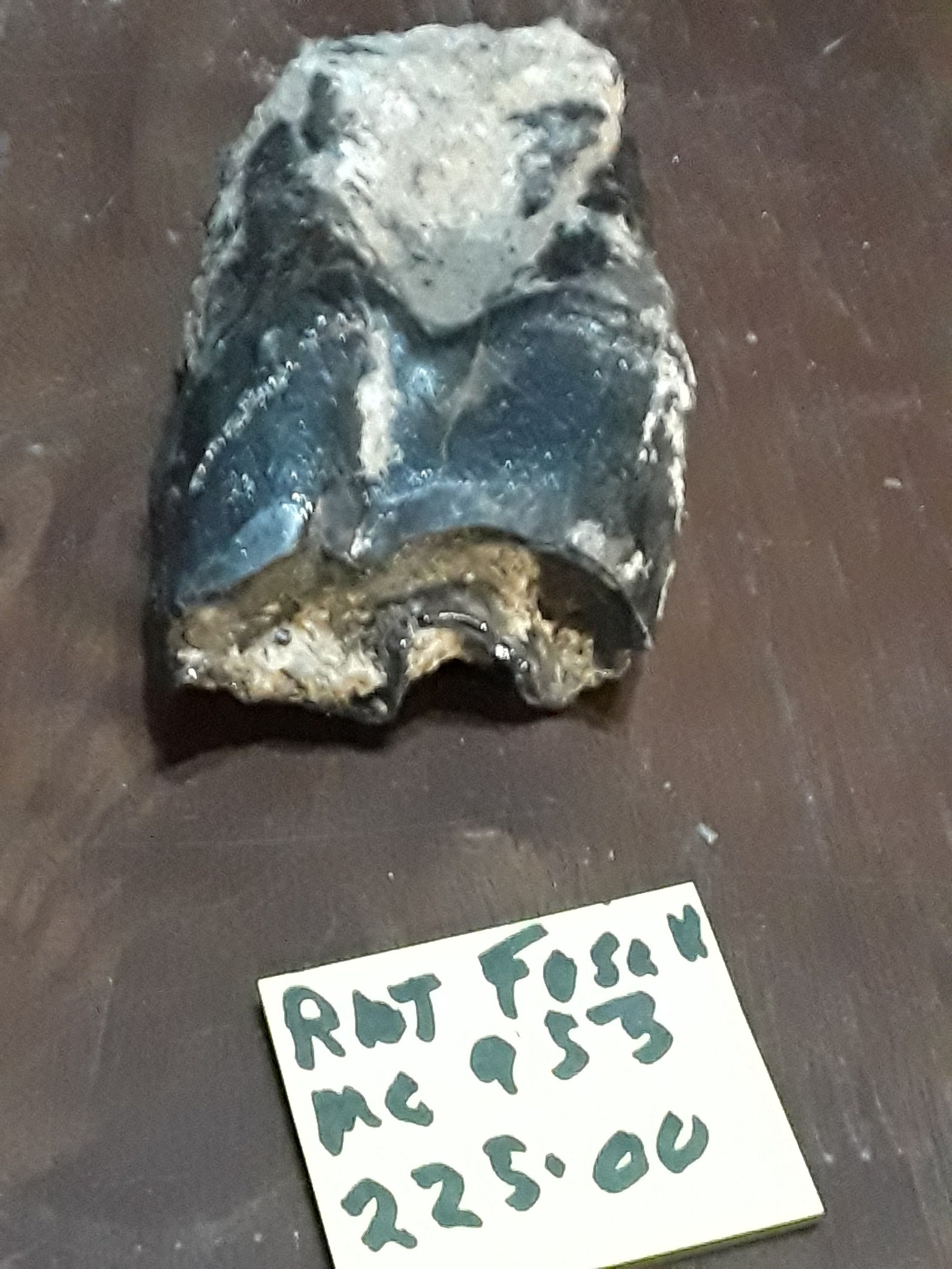 Rat Fossil Jaw Bone With Teeth This is the Real Thing I Just - Etsy