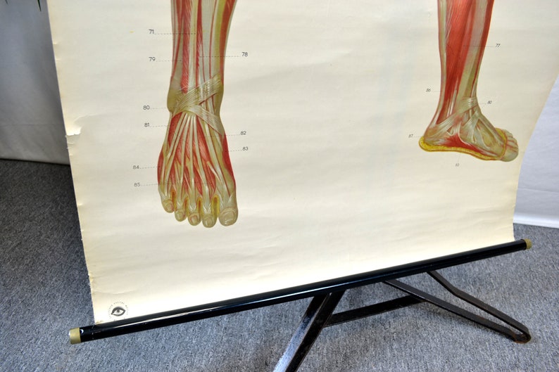 Old Roll-up Map, GDR, Human Muscles, School Blackboard Image, Wall ...