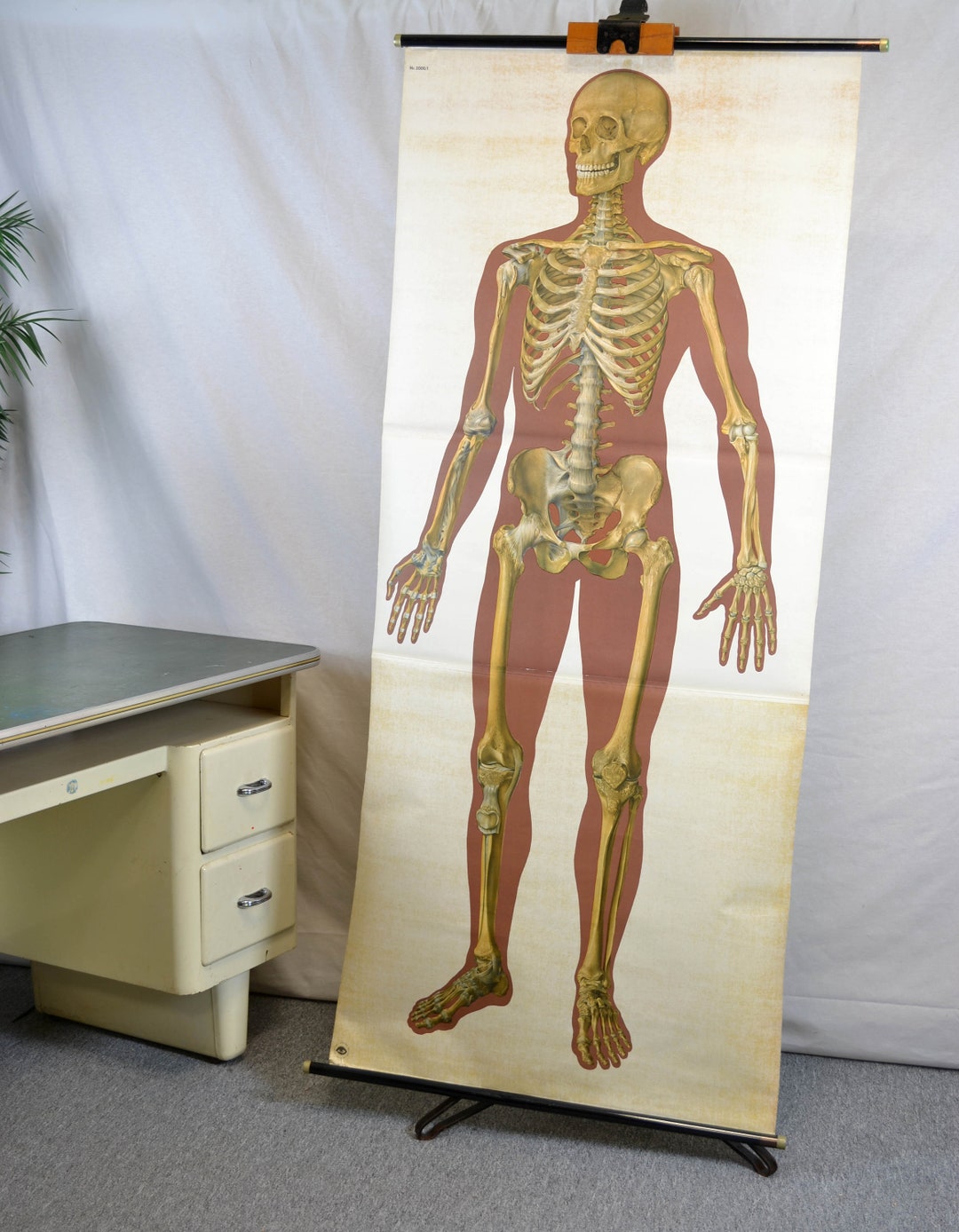 Old Roller Card GDR Skeleton Human School Board Image Blackboard ...