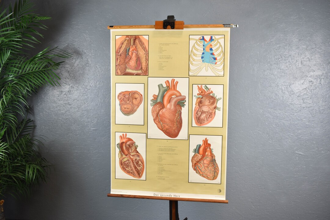 Old Roll-up Chart: the Healthy Heart, Human Anatomy, School Blackboard ...