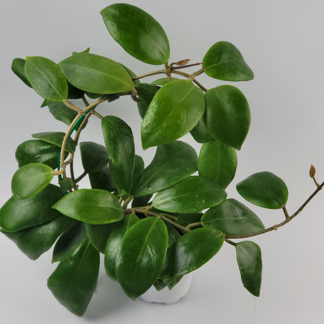 HOYA Mindorensis/ Philippine Hoya/ Red Pink Flowers / Collection Starter / Wax Plant / Hoya - Etsy