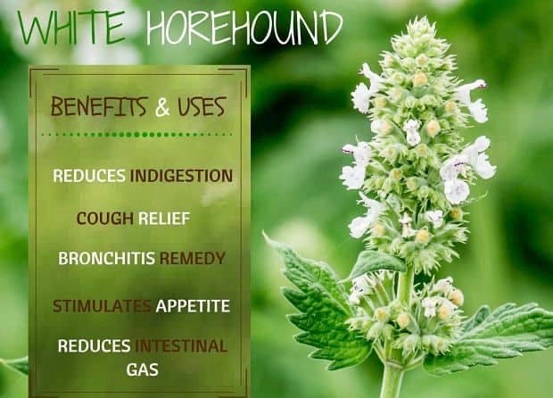 Organic Horehound Leaf Tea 1 Oz Organic Licorice Root Tea 2 - Etsy