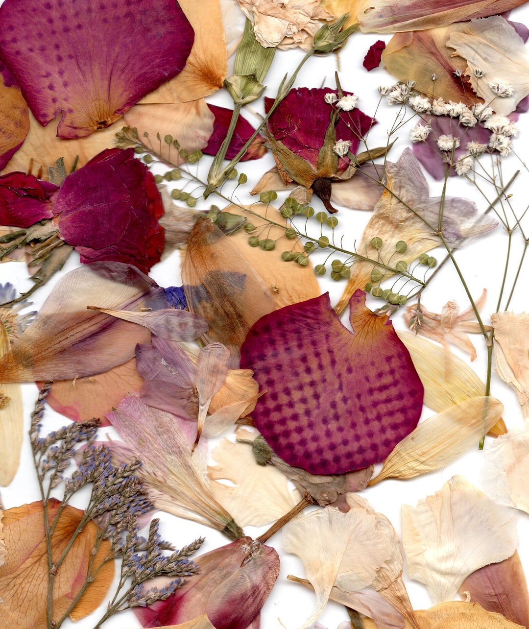 Delicate (pressed Flowers Scan) - Etsy