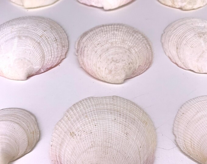 Set of 9 Pacific Tiger Lucina Shells Bivalve - Etsy