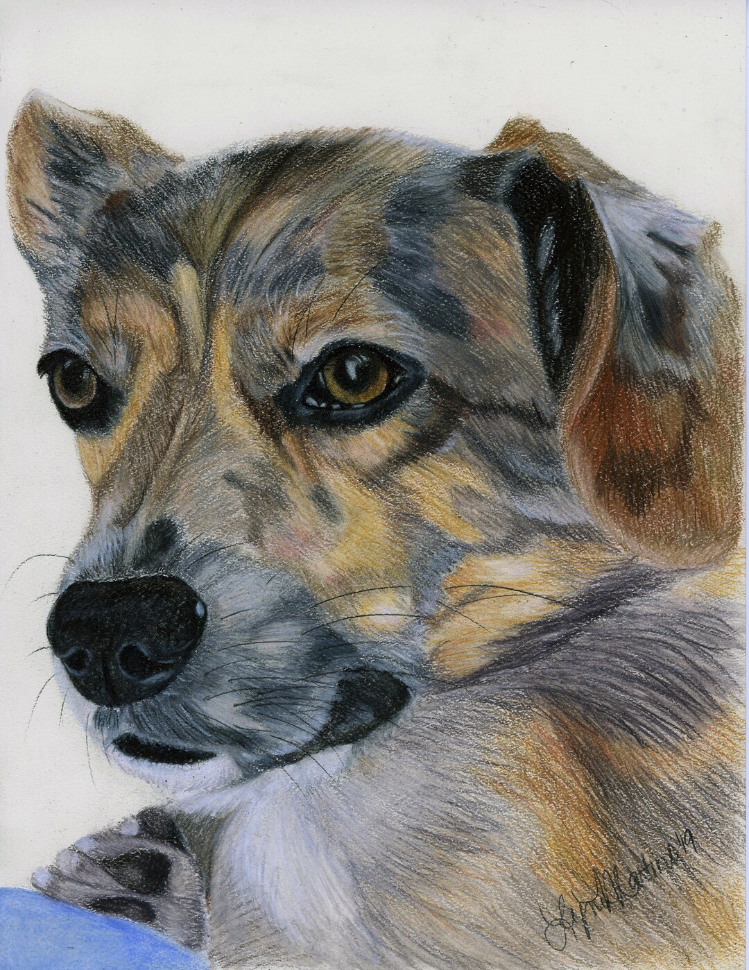 Colored Pencil Pet Portraits, Dog Portrait From Photo, Custom Drawing ...