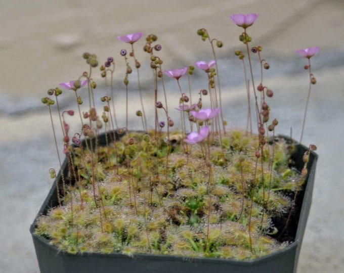 Pygmy Sundew - Drosera Omissa X Pulchella - Live Carnivorous Plant (5 ...