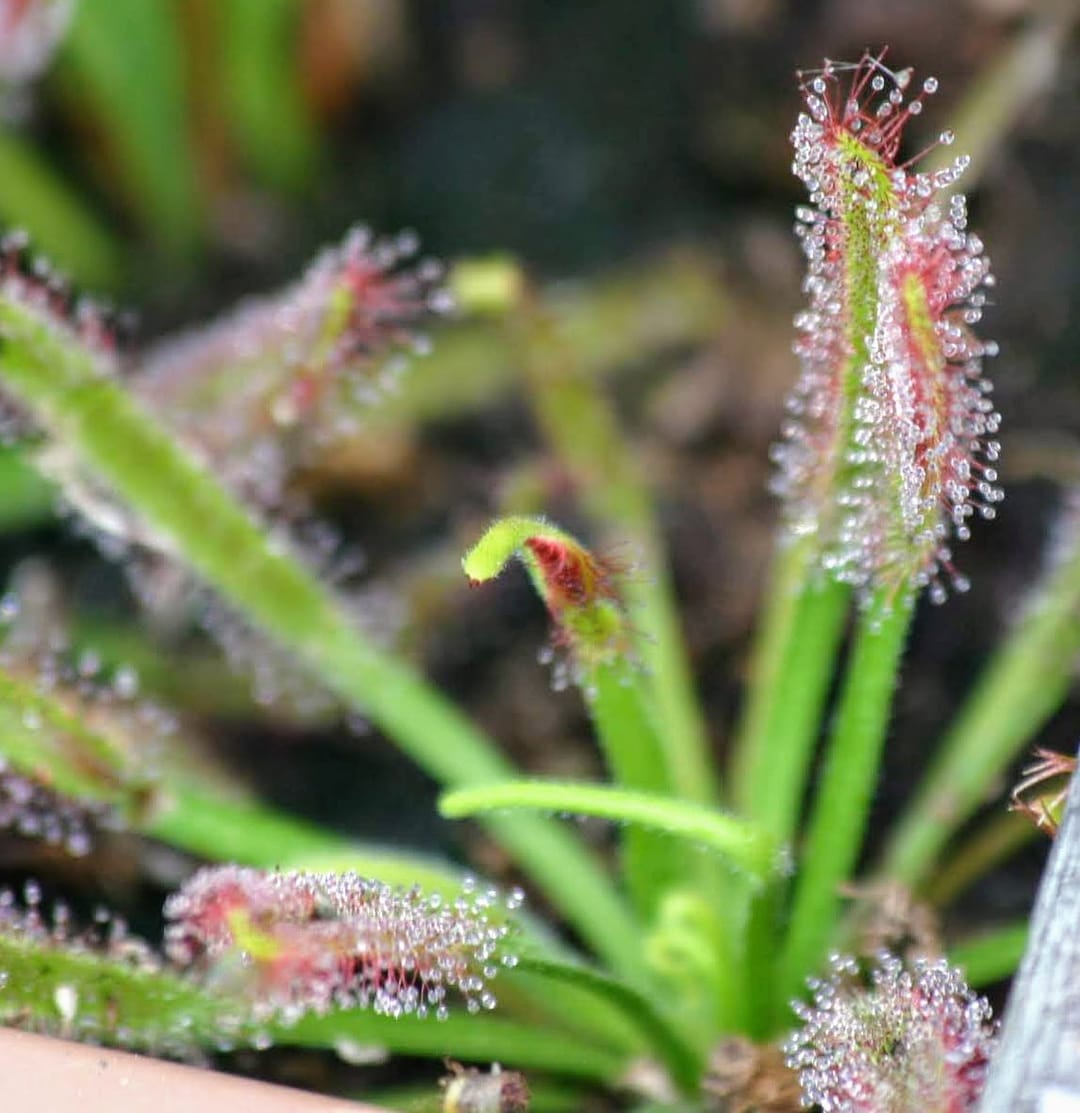 Cape Sundew - Drosera Capensis - Live Potted Carnivorous Plant - Etsy