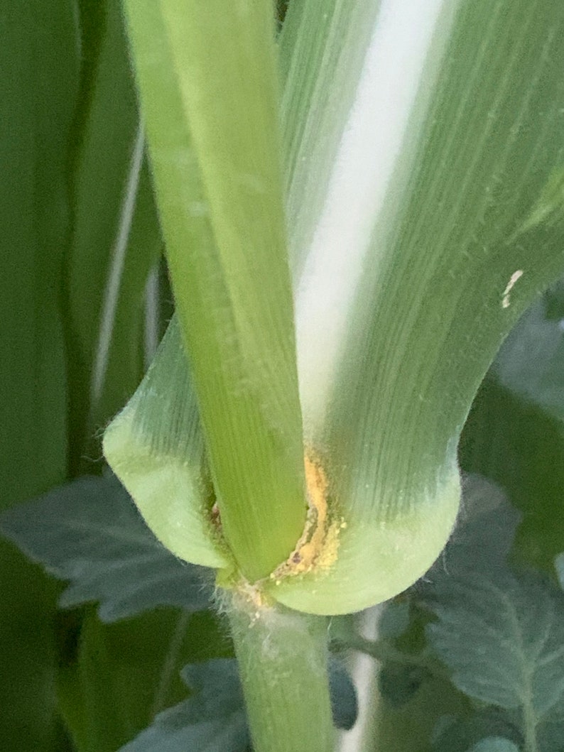 Sweet Corn Flower/corn Pollen and Crushed Turquoise Essence ‘mi_’le’ - Etsy