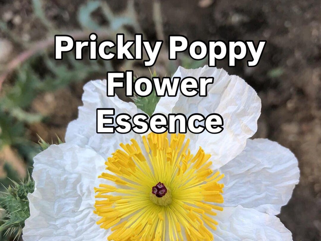 Prickly Poppy Flower Essence~ the Sovereign Self - Etsy