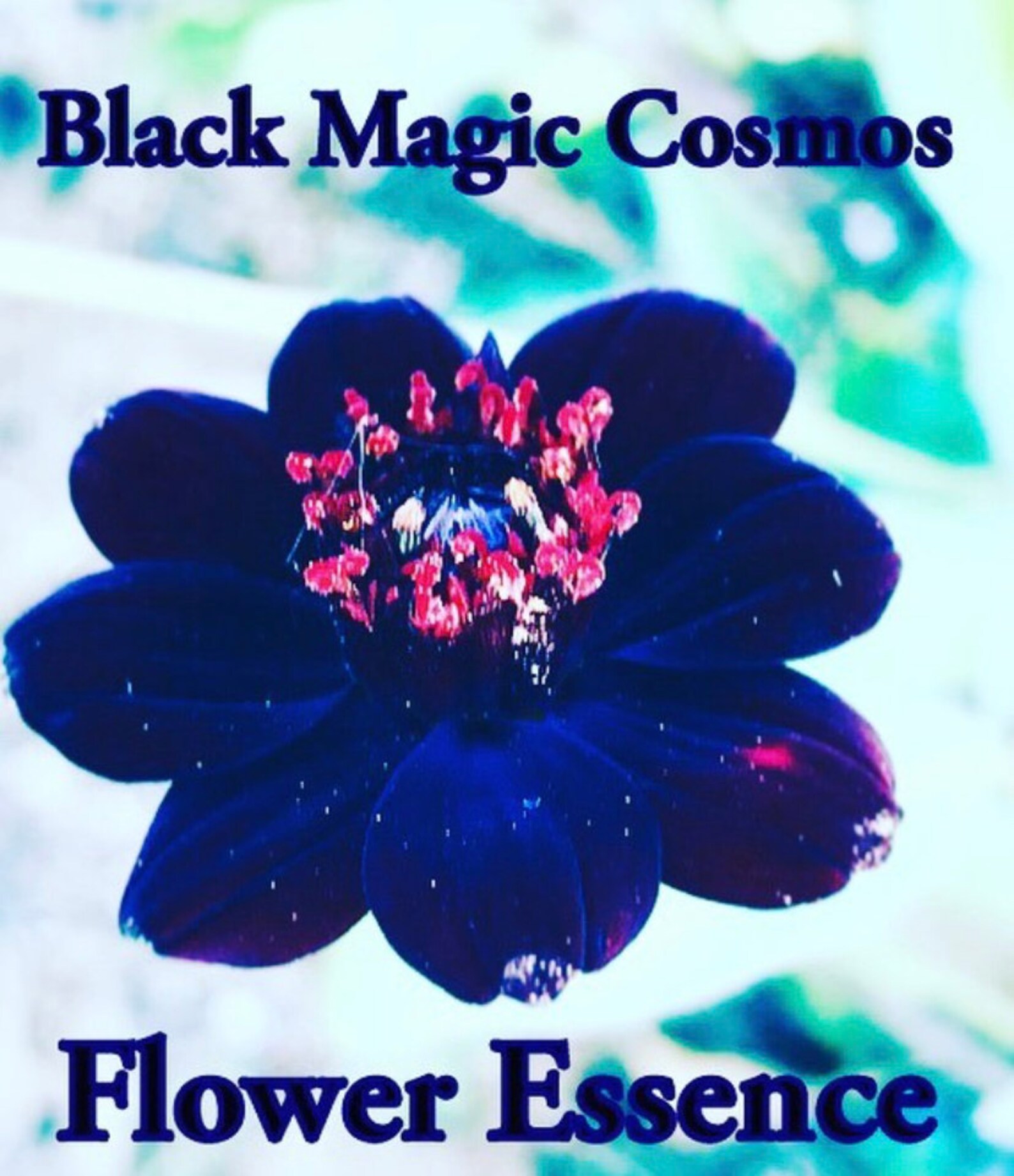 Black Magic Cosmos Flower Essence - Etsy