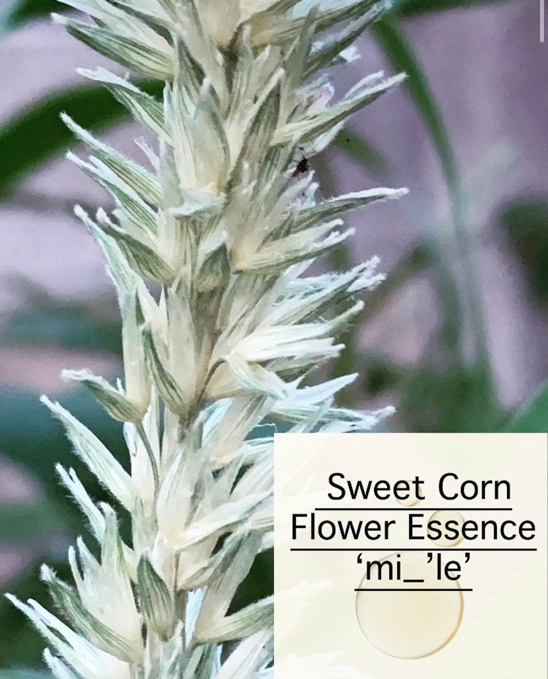 Sweet Corn Flower/corn Pollen and Crushed Turquoise Essence ‘mi_’le’ - Etsy