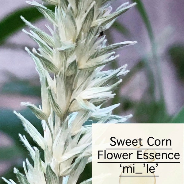 Navajo Corn Pollen - Etsy