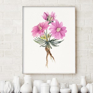 Bitterroot Watercolor Painting, Montana State Flower, Minimalist ...