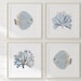 Set of 4 Prints With Discus Fish and Watercolor Seaweeds, Minimalist ...