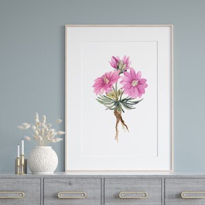 Bitterroot Watercolor Painting, Montana State Flower, Minimalist ...