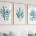 Teal Corals Set of 3 Prints, Minimalist Wall Decor, Costal Artwork ...