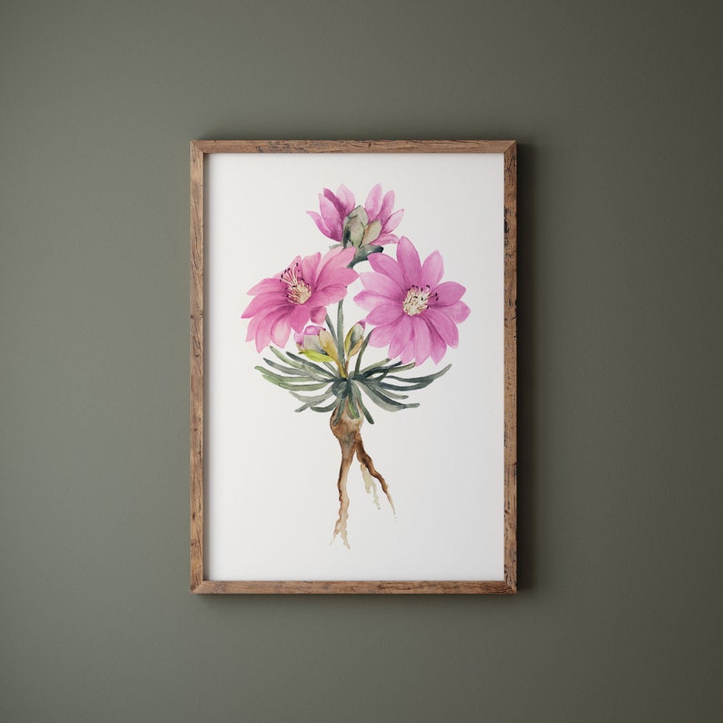 Bitterroot Watercolor Painting Montana State Flower - Etsy