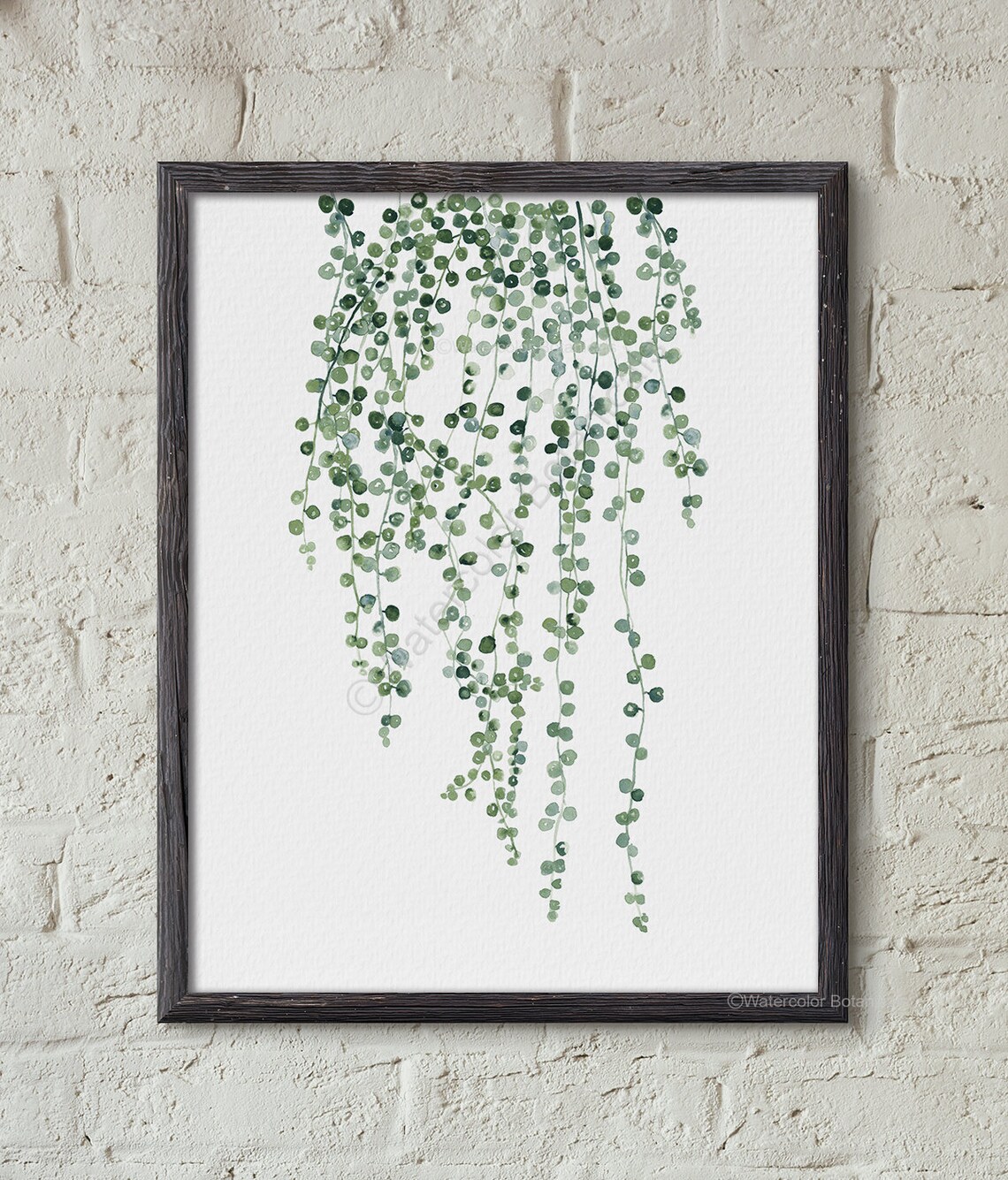 String of Pearls Print Minimalist Drawing Watercolor Botanical - Etsy