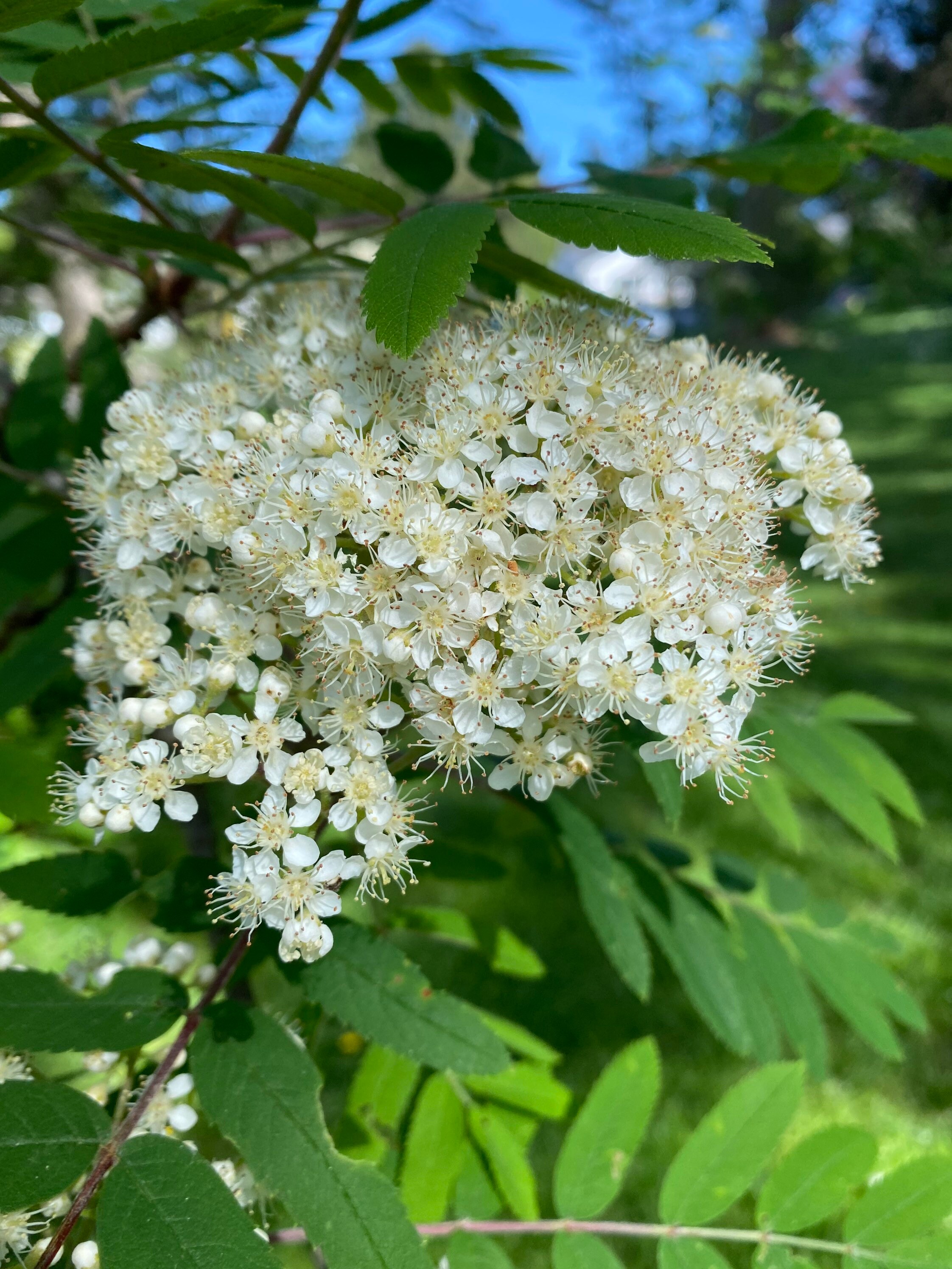 Rowan / Mountain Ash Flower Essence - Etsy