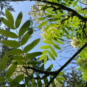 Rowan / Mountain Ash Flower Essence - Etsy