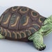 Turtle Urn *tortoise Sculpture Pet Ashes Holder *unique Memorial Casket ...